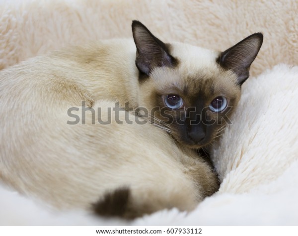 Cat Siamese Bobtail Stock Photo 607933112 | Shutterstock
