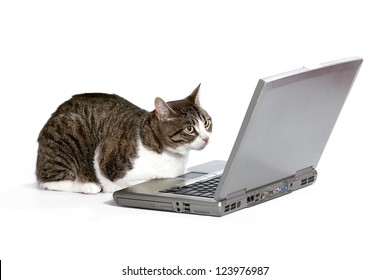 Angry Cat Sitting On Laptop Keyboard Stock Photo (Edit Now) 123977002