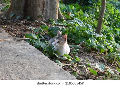 2,093 Cat sitting under a tree Images, Stock Photos & Vectors ...