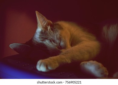 Cat Sleep Shadow Stock Photo 756905221 | Shutterstock