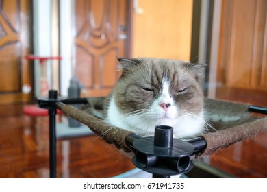 Cat Sleeping On Cot Stock Photo 671941735 | Shutterstock