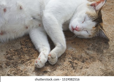 346 Nappy cat Images, Stock Photos & Vectors | Shutterstock