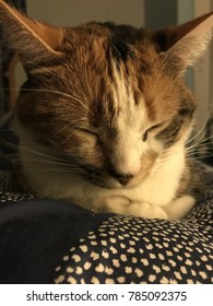 Cat Sleeping While Sitting Stock Photo 785092375 | Shutterstock