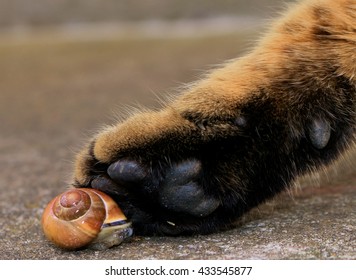 Cat snail Images, Stock Photos & Vectors | Shutterstock
