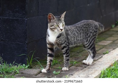 1,038 Footpath tails Images, Stock Photos & Vectors | Shutterstock