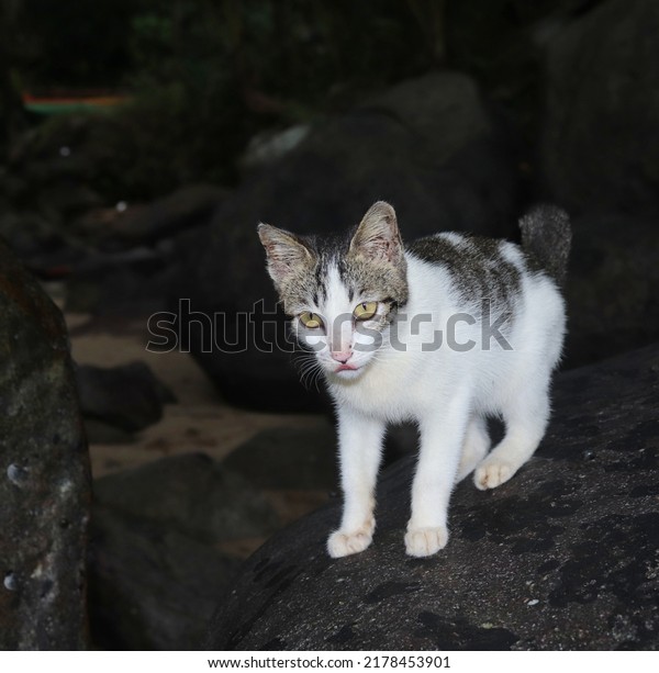 Cat Standing Looking Forward Stylized Model Stock Photo 2178453901 ...
