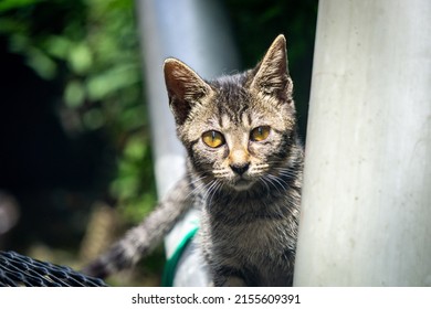 Cat staring at camera Images, Stock Photos & Vectors | Shutterstock