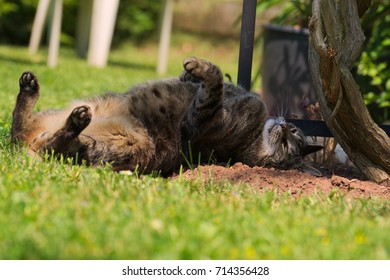 Cat Sunbathing Stock Photo 714356428 | Shutterstock