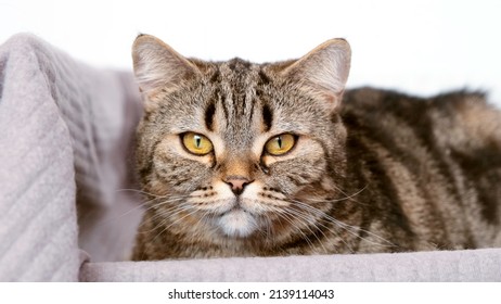 3,719 Crying Cat Stock Photos, Images & Photography | Shutterstock