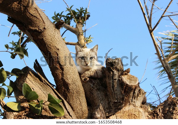 1 Excalar Images, Stock Photos & Vectors | Shutterstock