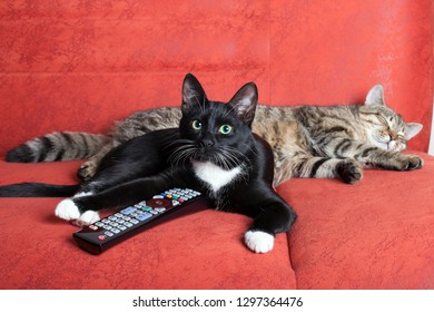 3,401 Cat tv Images, Stock Photos & Vectors | Shutterstock