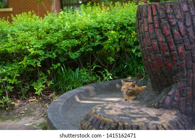 Cat Under Tree Structure Stock Photo 1415162471 | Shutterstock