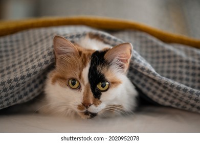 360 Cats Underneath Stock Photos, Images & Photography | Shutterstock