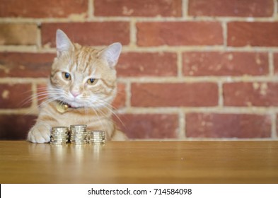 13,481 Cat money 图片、库存照片和矢量图 | Shutterstock