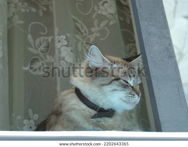 Cat Window Cat Looking Out Window Stock Photo 2202643365 | Shutterstock