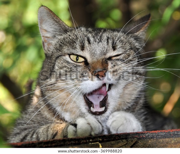 Cat Winks Stock Photo (Edit Now) 369988820