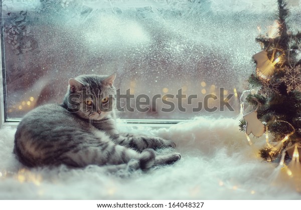 Cat Winter Window Stock Photo 164048327 | Shutterstock
