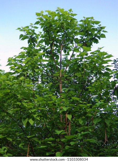 Catalpa Tree Spring Stock Photo (Edit Now) 1103308034