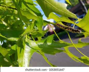 15 Fuzzy inch plant Images, Stock Photos & Vectors | Shutterstock