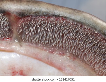 28 imagens de Sharp tooth catfish Imagens, fotos stock e vetores ...