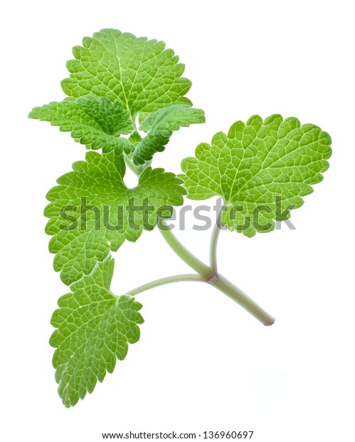 Catnip Stock Photo (Edit Now) 136960697