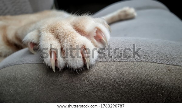 Cats Paws Long Sharp Claws On Stock Photo 1763290787 | Shutterstock