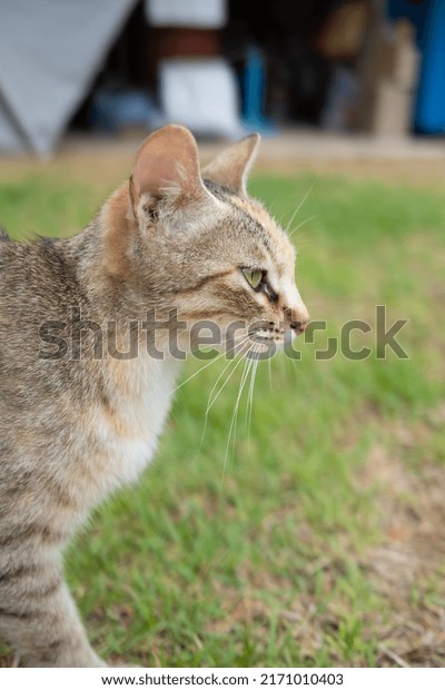 Cats Profile Looking Down Stock Photo 2171010403 | Shutterstock