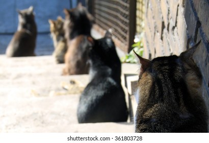 9,894 Line Cat Stock Photos, Images & Photography | Shutterstock