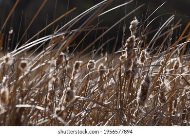 2,203 Cattail seeds Stock Photos, Images & Photography | Shutterstock
