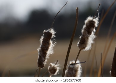 2,203 Cattail seeds Stock Photos, Images & Photography | Shutterstock