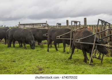 Cattle Stock Photo 674070523 | Shutterstock