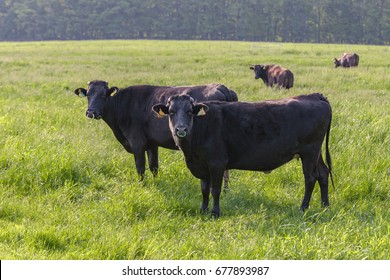 221,517 Beef Cattle Images, Stock Photos & Vectors | Shutterstock