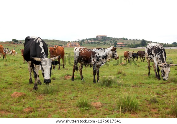Cattle Fields Stock Photo 1276817341 | Shutterstock