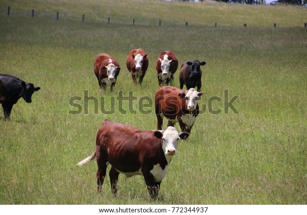 Cattle Paddock Stock Photo (Edit Now) 772344937