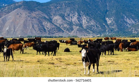 Cattle Ranch Stock Photo 562716601 | Shutterstock