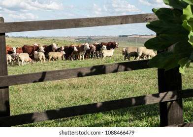 Cattle Sheep Stock Photo 1088466479 | Shutterstock