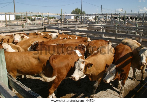 Cattle Stockyard Stock Photo (Edit Now) 44534