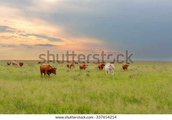 Cattle Sunset Stock Photo (Edit Now) 337654214