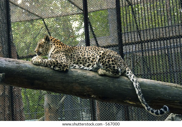 Caucasian Leopard Stock Photo (Edit Now) 567000