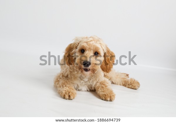 Cavapoo Cockapoo Puppy Dog Lying Down Stock Photo 1886694739 | Shutterstock