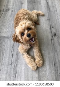 Cavapoo Images, Stock Photos & Vectors | Shutterstock