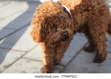 50 Cavapoo red Images, Stock Photos & Vectors | Shutterstock