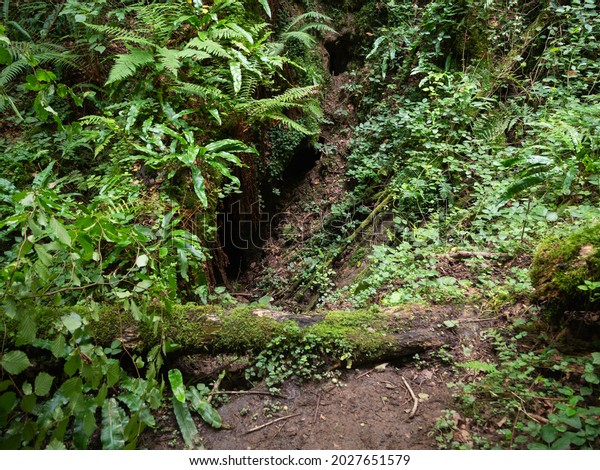 Cavity Ground Chasm Forest Stock Photo 2027651579 | Shutterstock