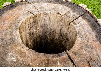 6,214 Cavity Tree Images, Stock Photos & Vectors | Shutterstock