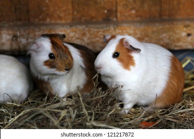 508 Abyssinian guinea pig Images, Stock Photos & Vectors | Shutterstock
