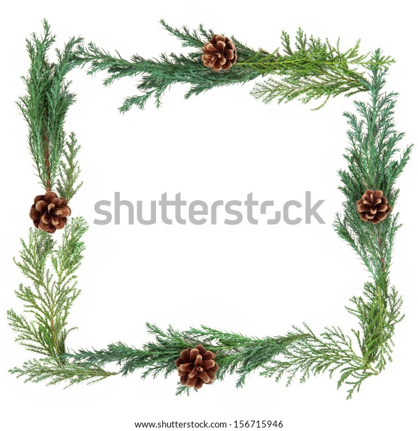 백향나무 잎의 테두리는 흰 바탕에 소나무 스톡 사진 156715946 | Shutterstock