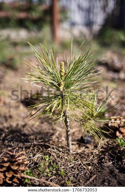 Cedar Siberian Cedar Pine Trees Small Stock Photo 1706732053 | Shutterstock