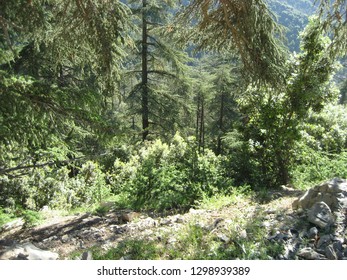 415 Cedar forest morocco Images, Stock Photos & Vectors | Shutterstock