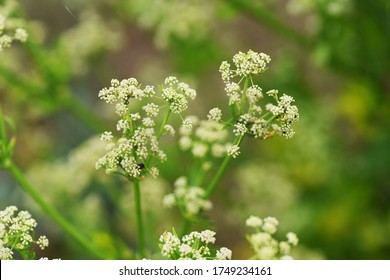 4,803 Celery Flower Images, Stock Photos & Vectors | Shutterstock