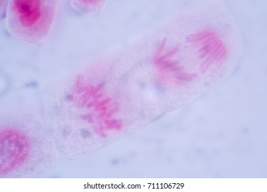 Cell Division Cell Cycle Under Microscope Stock Photo 711106729 ...